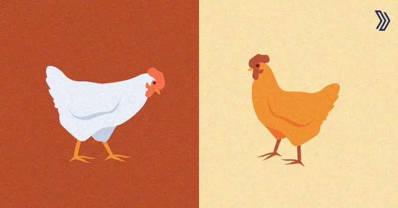 Broiler vs Layer Chicken: Key Differences | Livine Broiler vs Layer Chicken: Key Differences | Livine